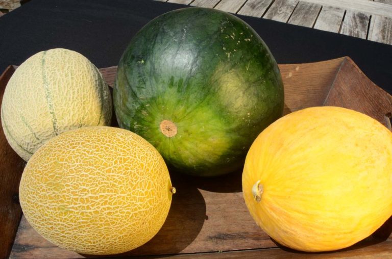 Meloenen - Janny de Moor